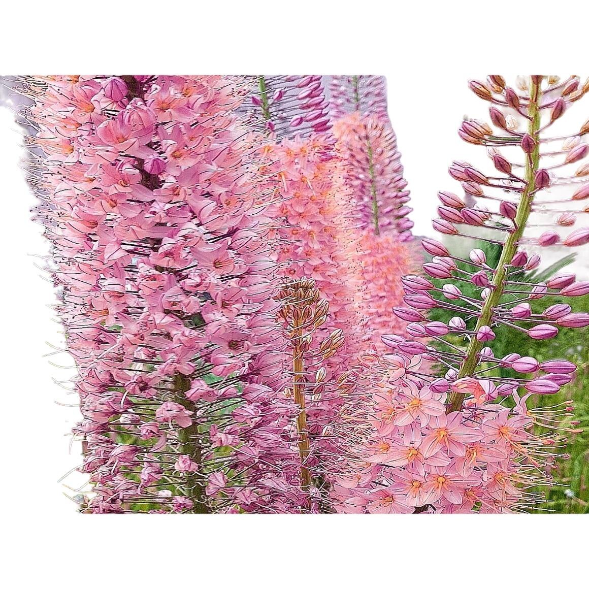 EREMURUS Seeds, DobreNasiona.pl, 10 SEEDS, rózsaszín - eMAG.hu