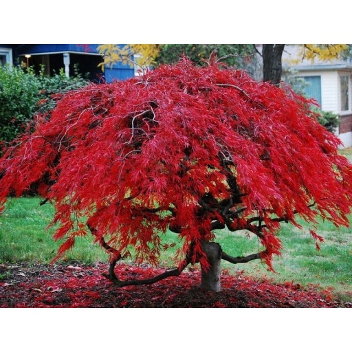 Dum de Palmer, DobreNasiona.pl, Frunza Rosie, 10 Seminte - eMAG.ro