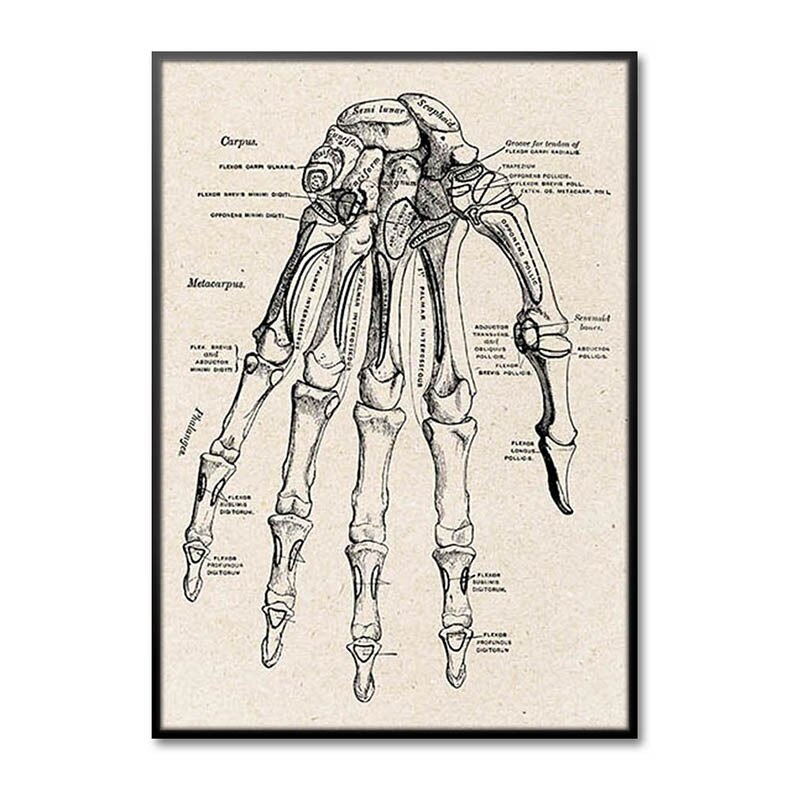 Diagrama anatomia mainii, Sunmostar, Panza, 11x15cm, Bej/Negru - eMAG.ro