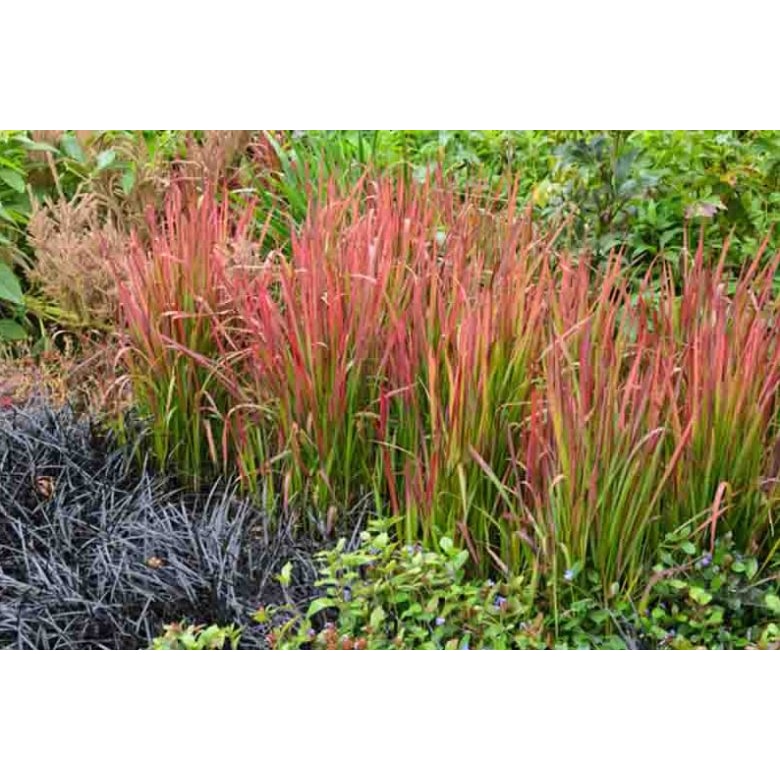 Iarba decorativa - Imperata cylindrica 'Red Baron' la ghiveci V2 -H 40 ...