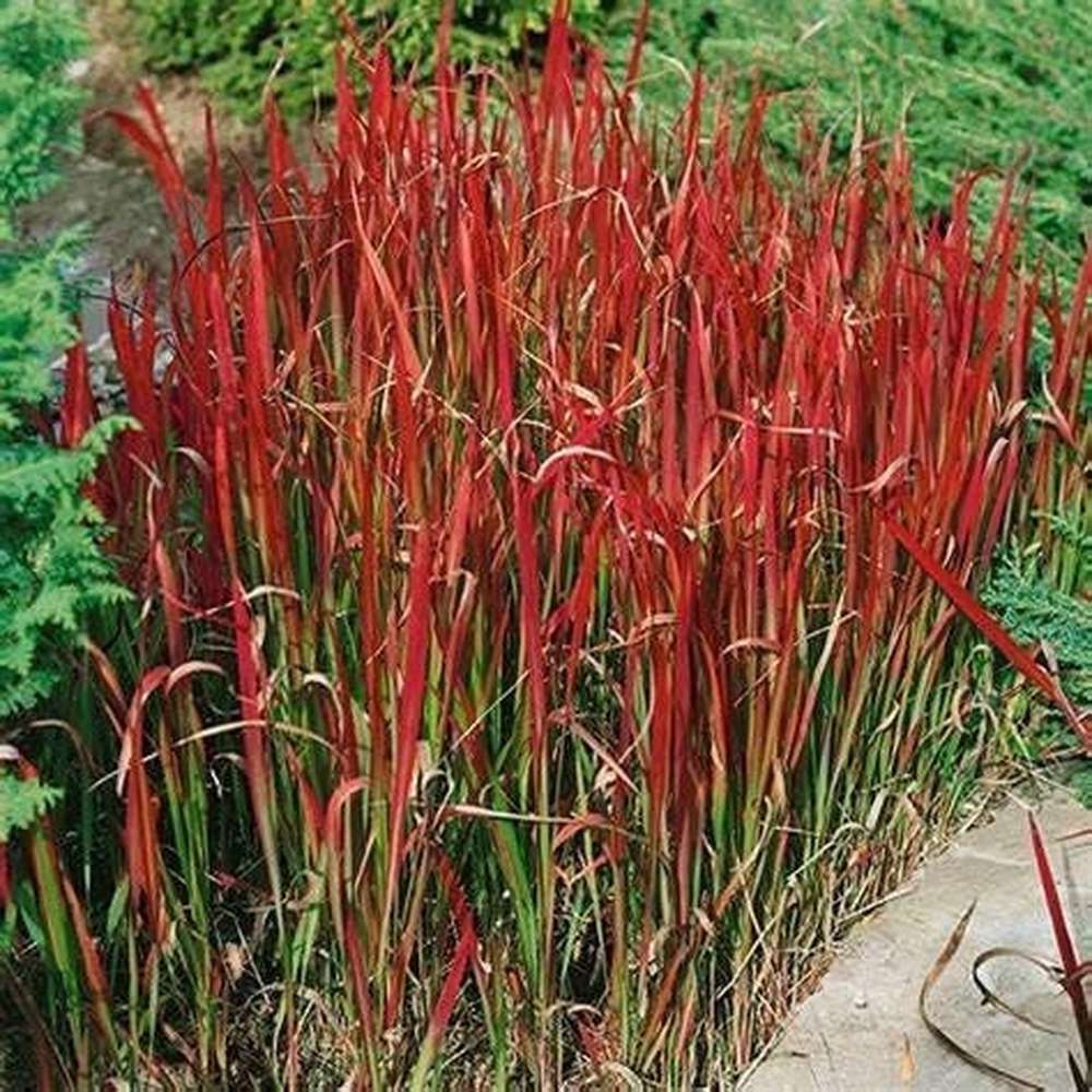 Iarba decorativa - Imperata cylindrica 'Red Baron' la ghiveci V2 -H 40 ...