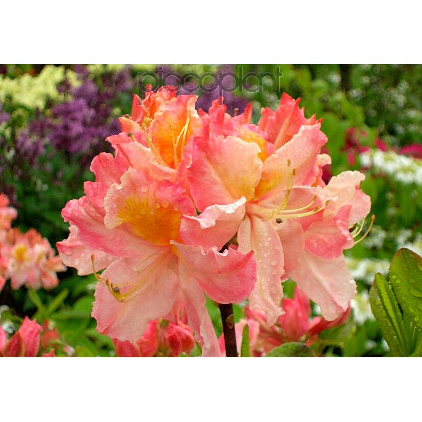 Rhododendron - Azalee Cecile cu frunze cazatoare la ghiveci C5 -H 40-50 ...