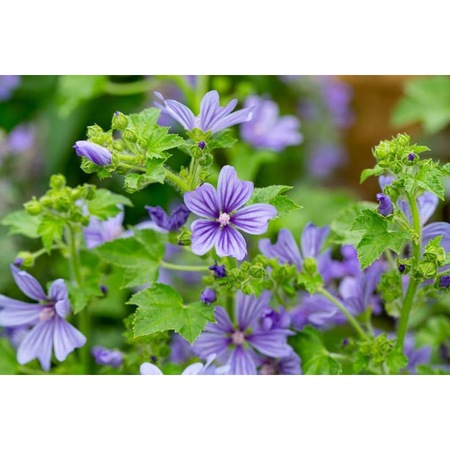 Planta perena Malva sylvestris 'Primley Blue' - Nalba Franceza sau ...
