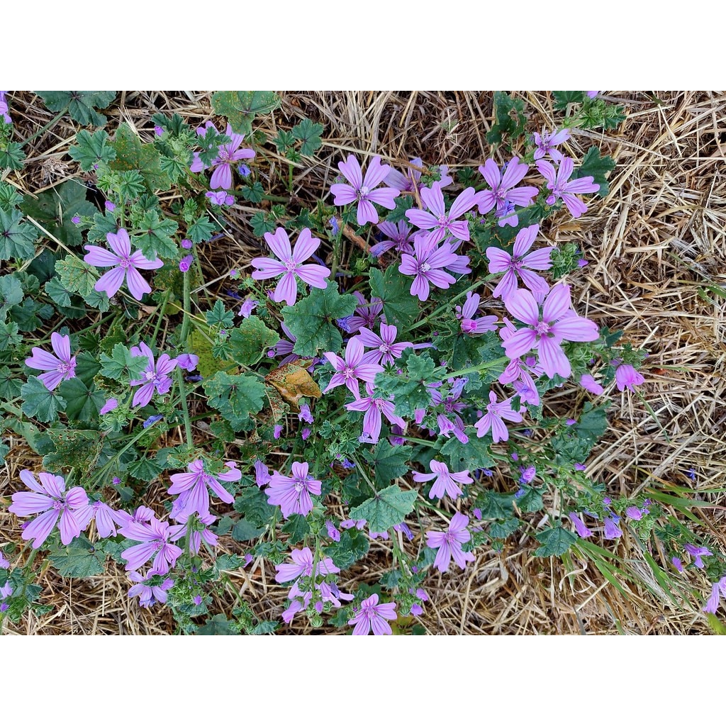 Planta perena Malva sylvestris 'Primley Blue' - Nalba Franceza sau ...