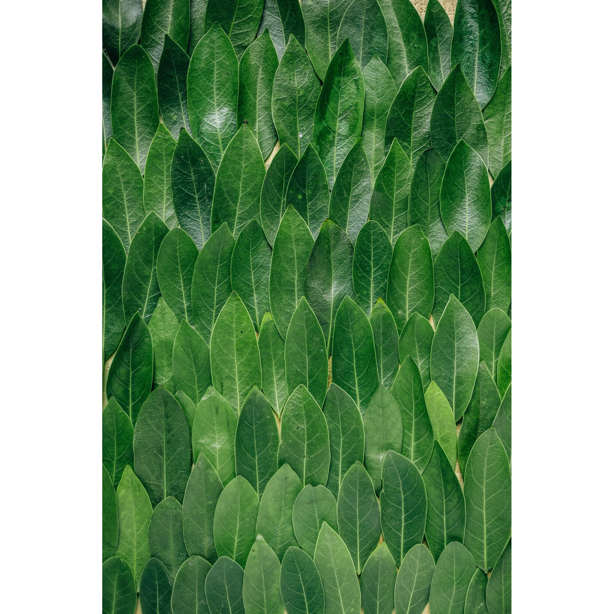 Tapet Autoadeziv PVC, Autocolant, Frunze verzi, 200 x 300 cm - eMAG.ro