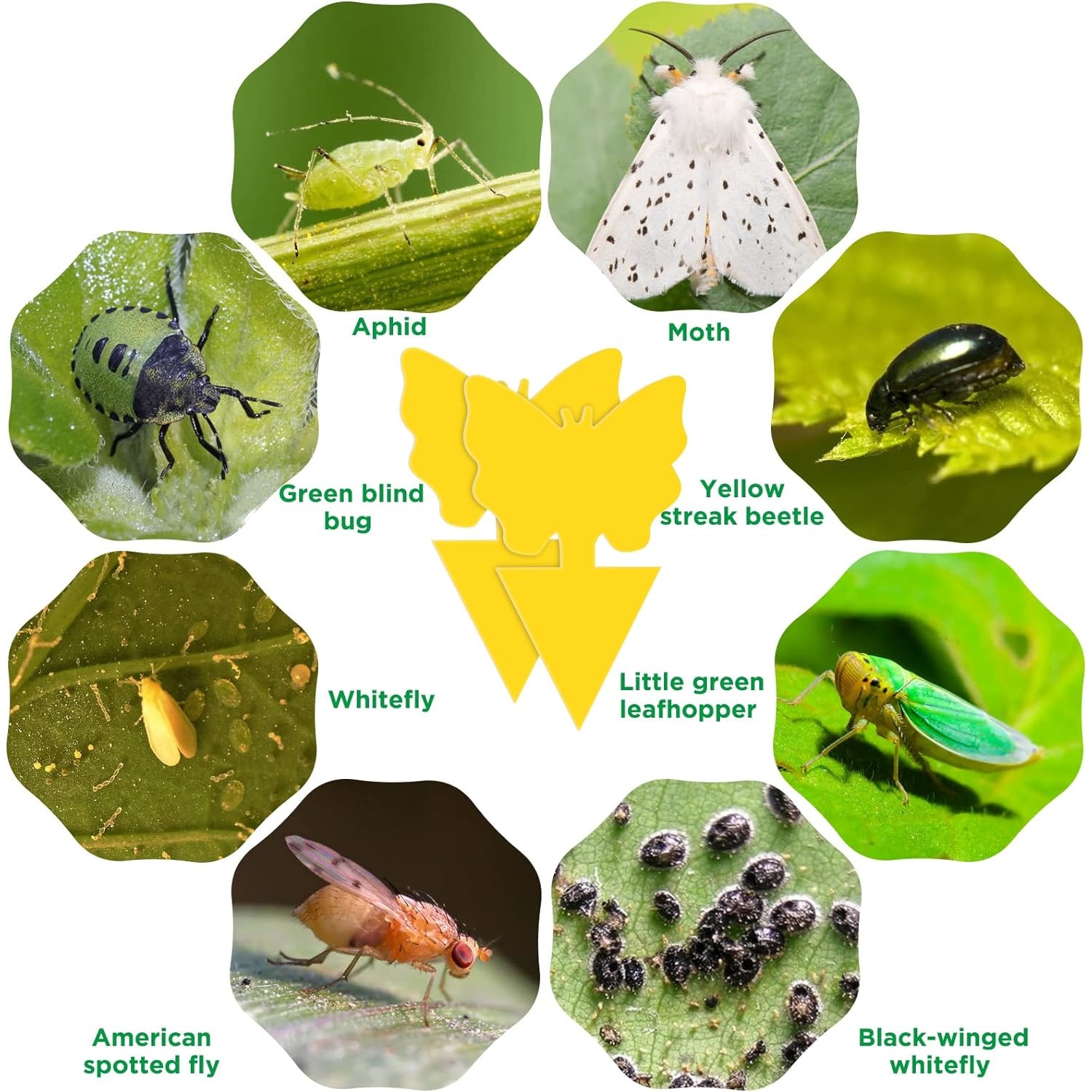 Set 40 capcane pentru insecte, JENUOS®, cu fete duble, pentru ...