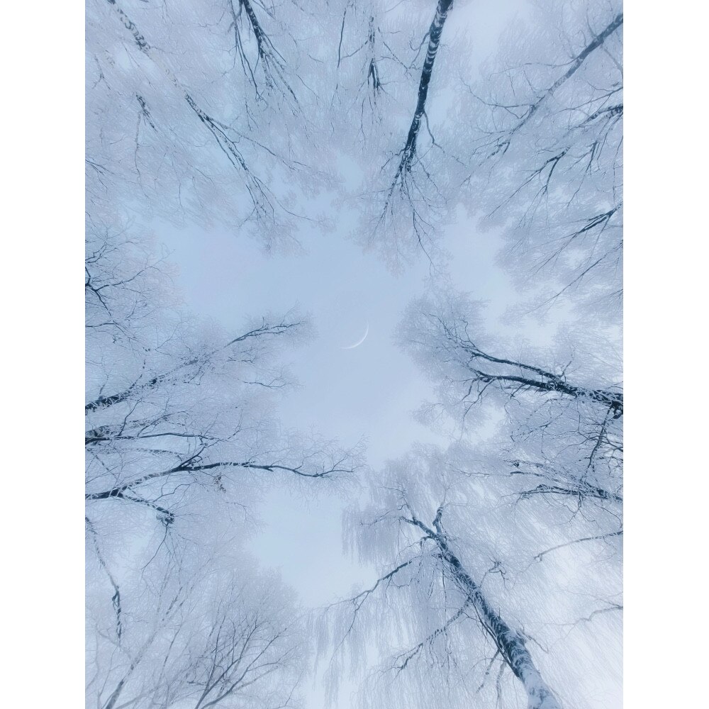 Tapet Autoadeziv PVC, Autocolant, Peisaj copaci cu zapada iarna ...