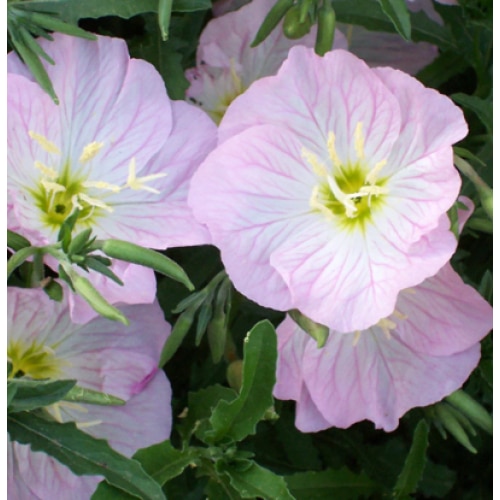 Luminita de Seara - Oenothera speciosa 'Siskiyou' (Evening Primrose ...