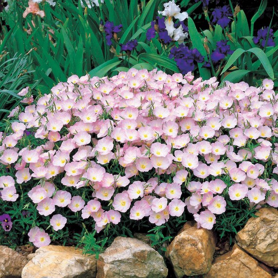 Luminita de Seara - Oenothera speciosa 'Siskiyou' (Evening Primrose ...