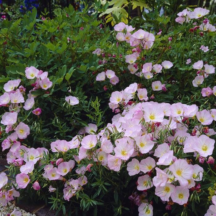 Luminita de Seara - Oenothera speciosa 'Siskiyou' (Evening Primrose ...