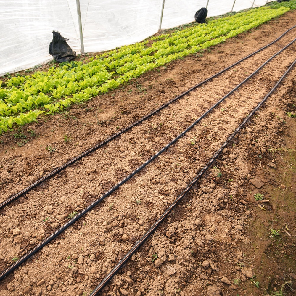 Set furtun irigatii prin picurare 100 metri, distanta orificii 40 cm ...