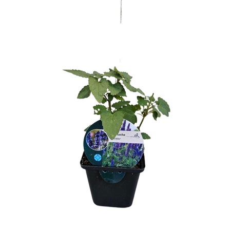 Planta perena pentru gradina Agastache Black Adder - Isop Urias la ...