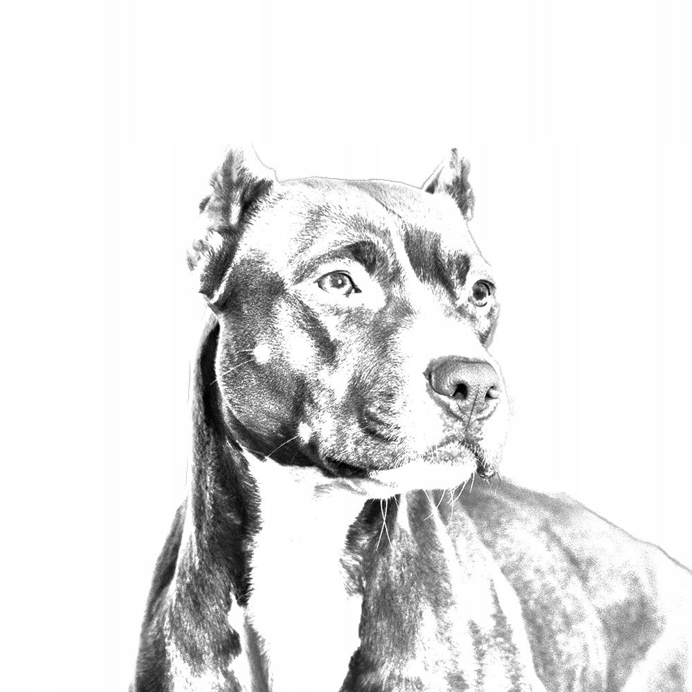 Ac de cravata barbati, Metal, Model catel, Argintiu - eMAG.ro