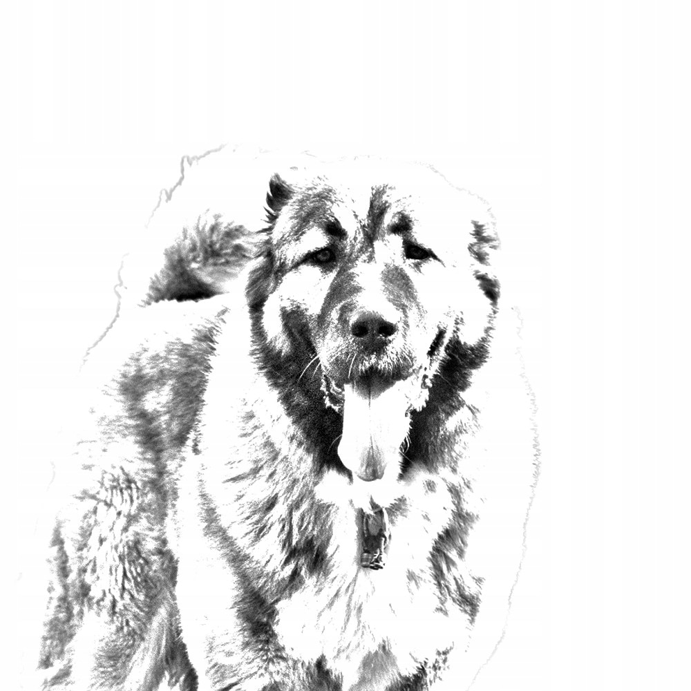 Ac de cravata pentru barbati, Metal, Model catel Ciobanesc caucazian ...