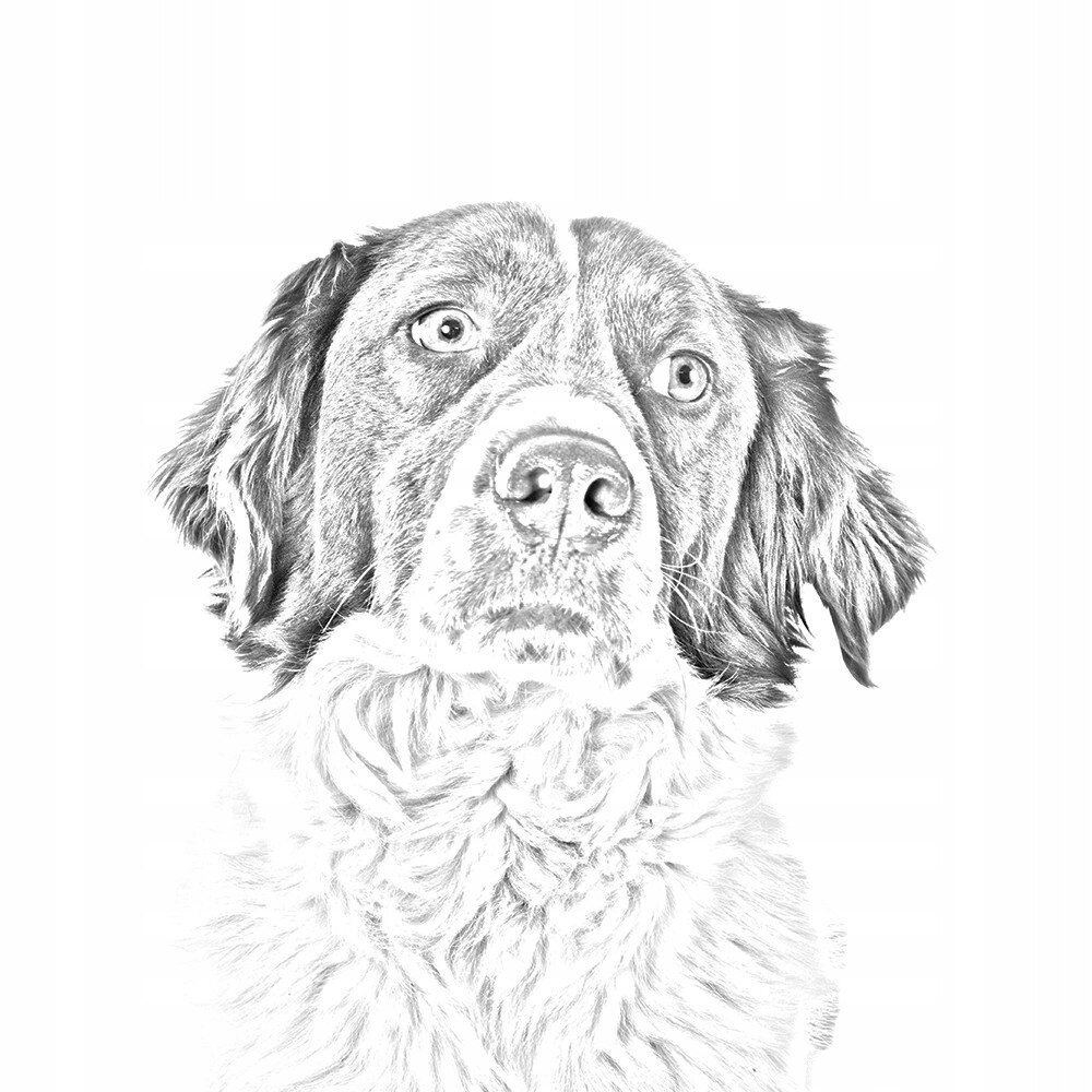 Ac de cravata barbati, Metal, Model catel, Argintiu - eMAG.ro