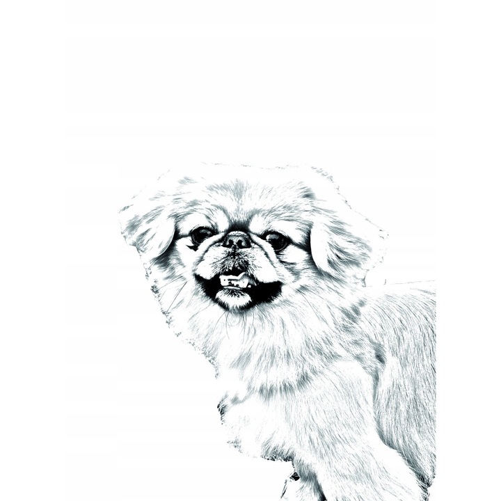 Placa funerara pentru caini, Model Pechinez, 10 x 7.5 cm, Alb/Gri - eMAG.ro