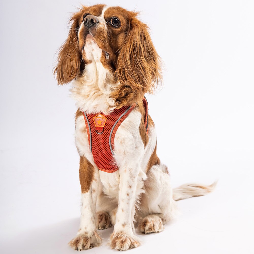 Ham caini Pawstar Air Mesh, S, Rosu - eMAG.ro