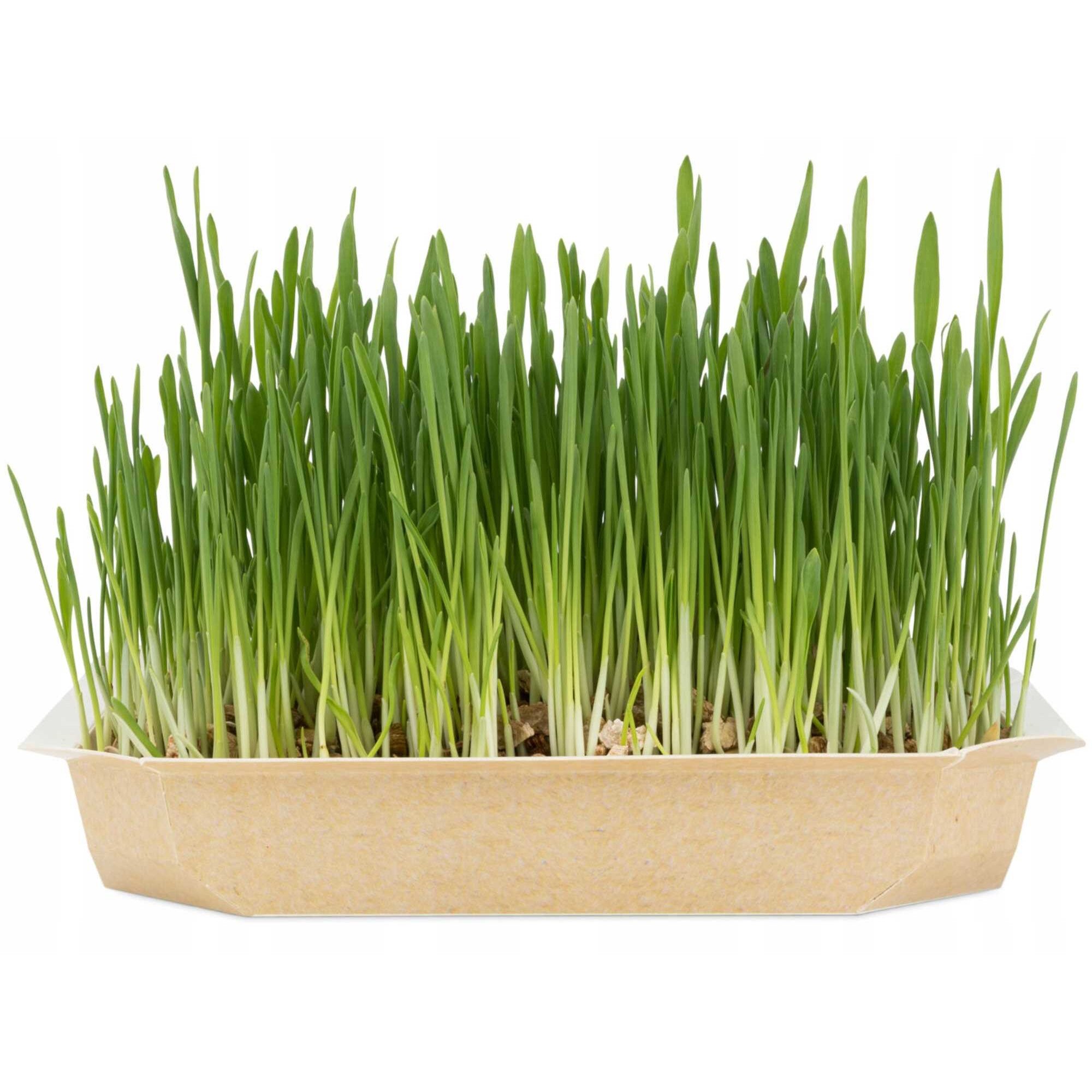 Tratament pentru pisici, Tratament pentru pisici cu seminte de iarba ...