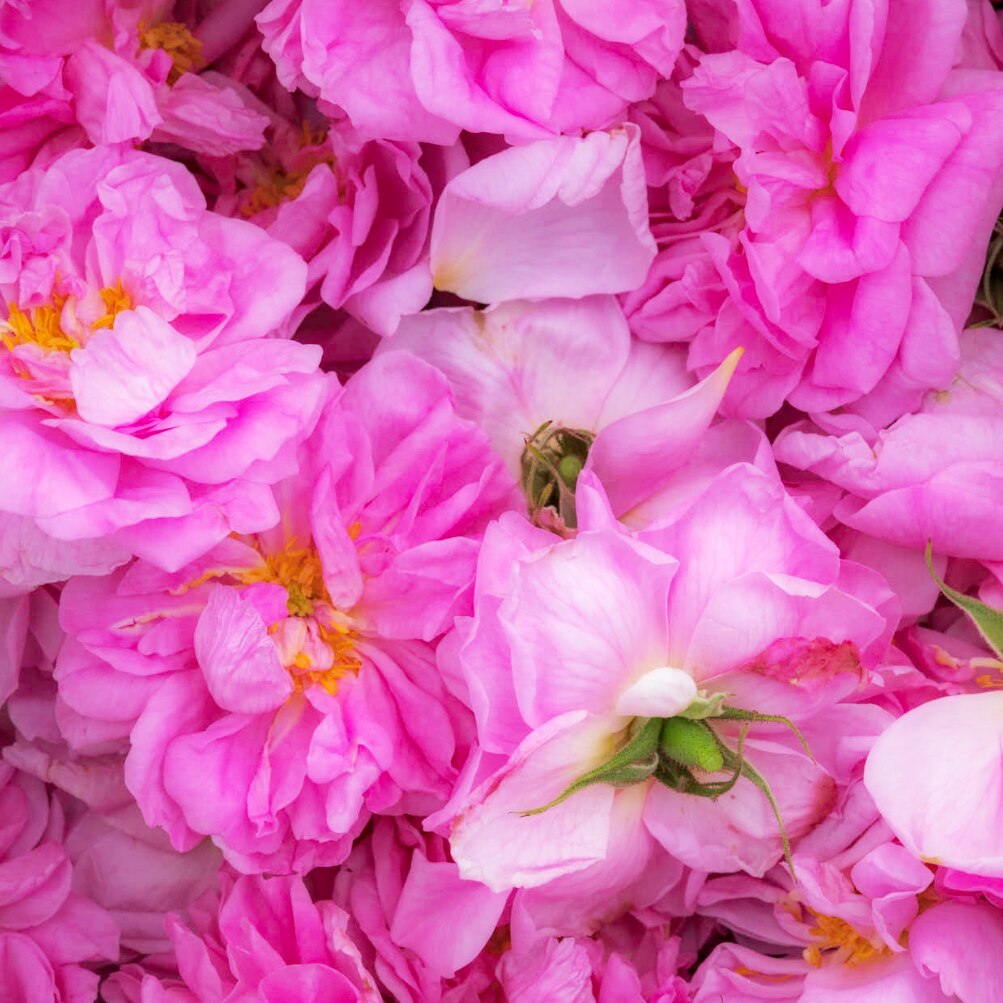 Ulei Esential 100% Natural Absolut De Trandafir, Rosa Damascena x10ml ...