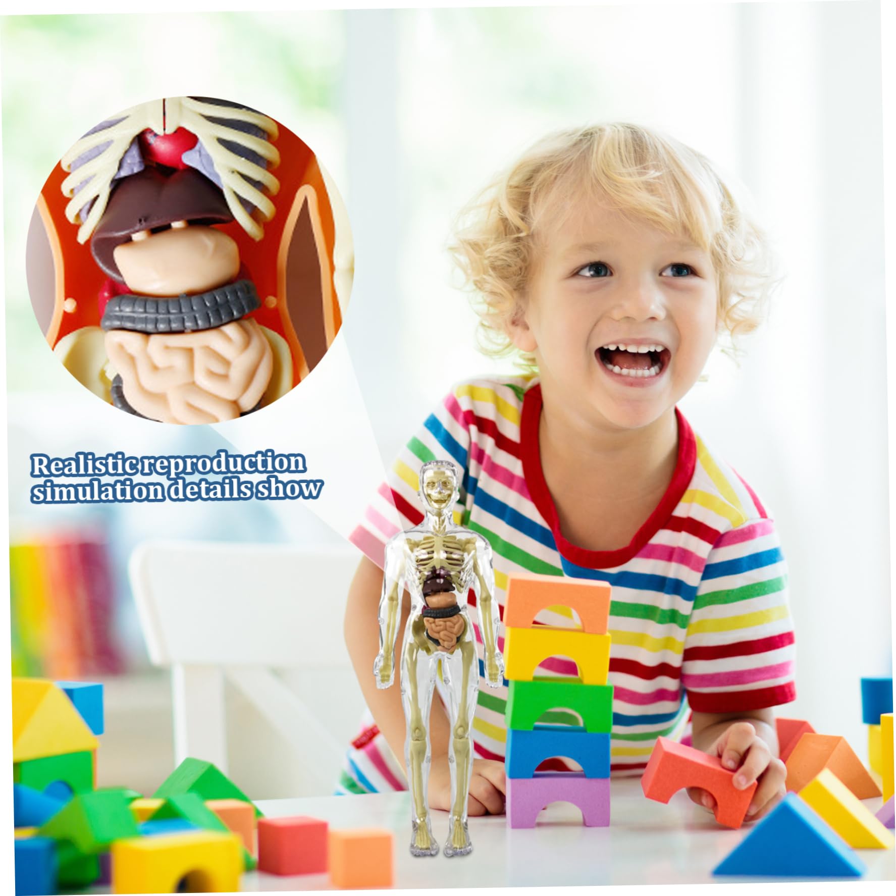 Emberi test modell gyerekeknek, 28 cm, 6 év+, Többszínű - eMAG.hu