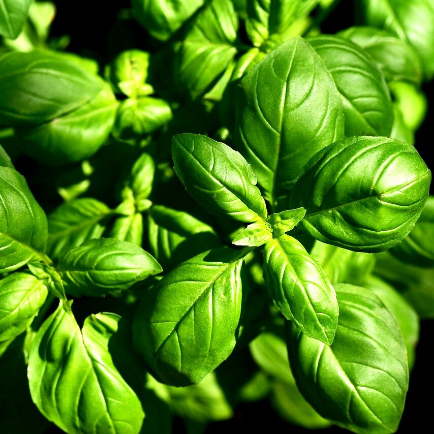 Ulei Esential 100% Natural, Pur - Busuioc, Ocimum Basilicum x10ml - eMAG.ro