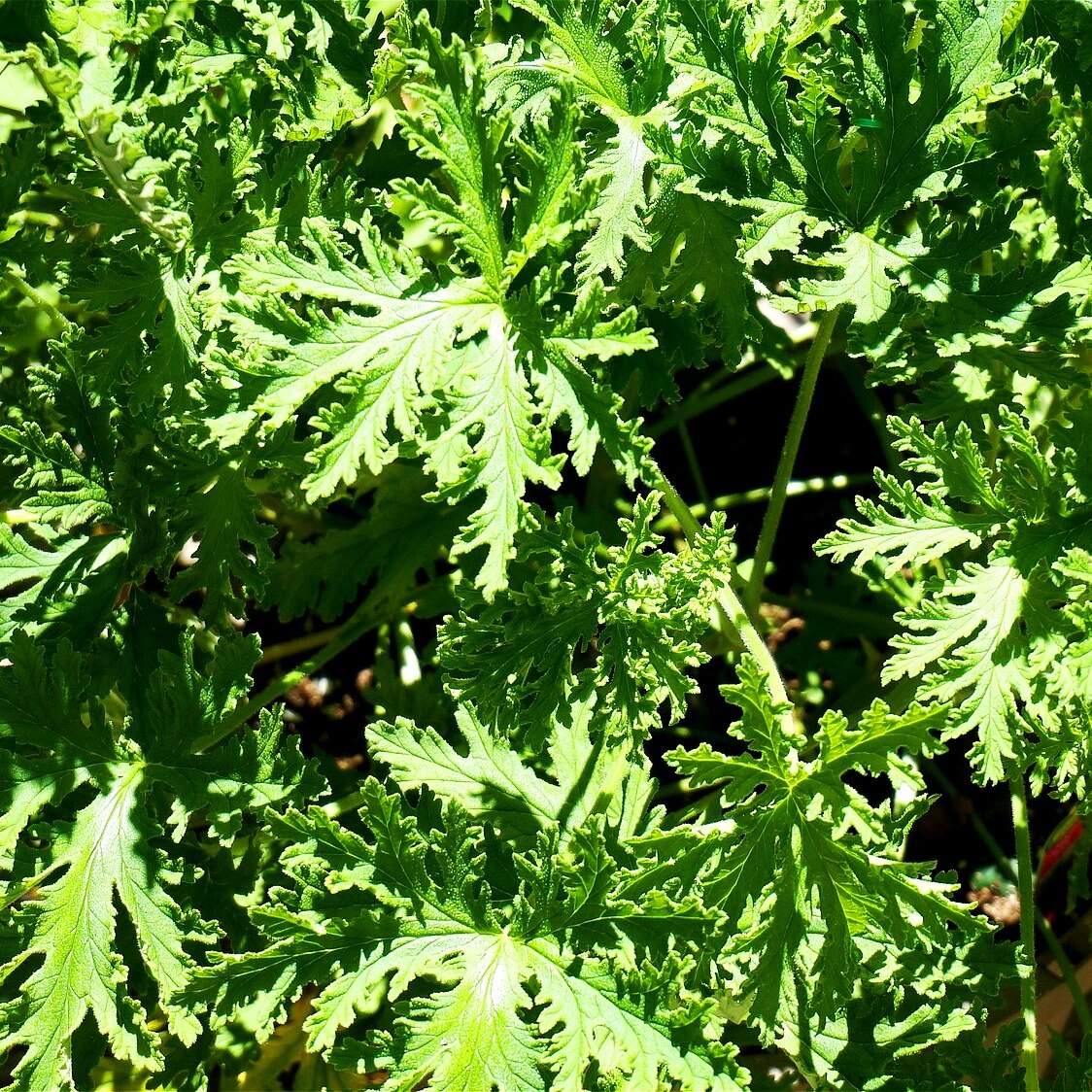 Ulei Esential 100% Natural, Pur - Citronella, Cymbopogon Nardus L x10ml ...