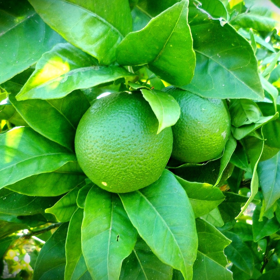 Ulei Esential 100% Natural, Pur - Lamaie Verde, Citrus Aurantifolia ...