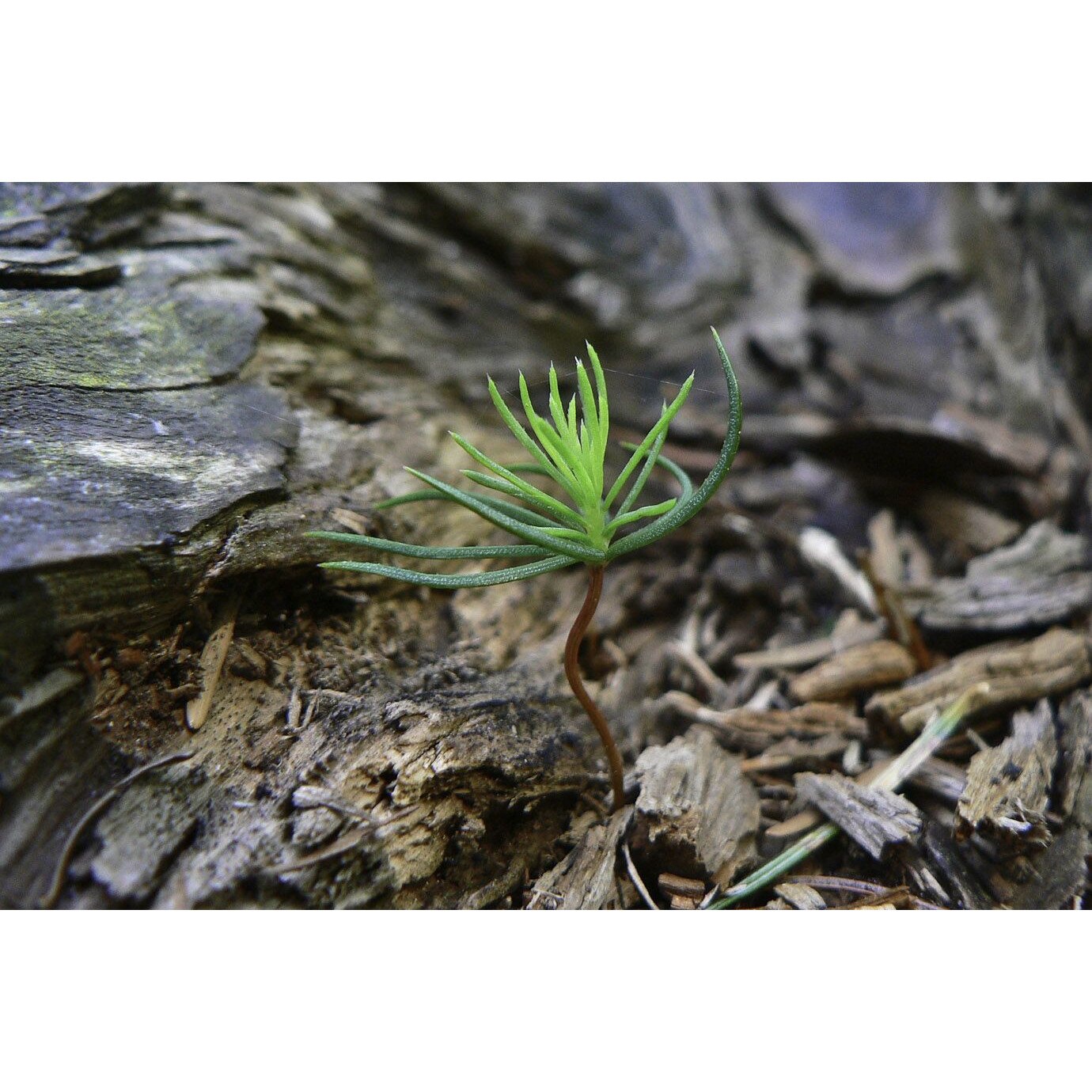 Kit de plantare Uplift, cu seminte de Arbore conifer si ghiveci de ...
