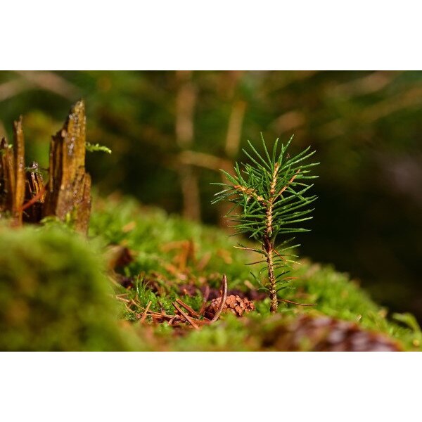 Kit de plantare Uplift, cu seminte de Arbore conifer si ghiveci de ...
