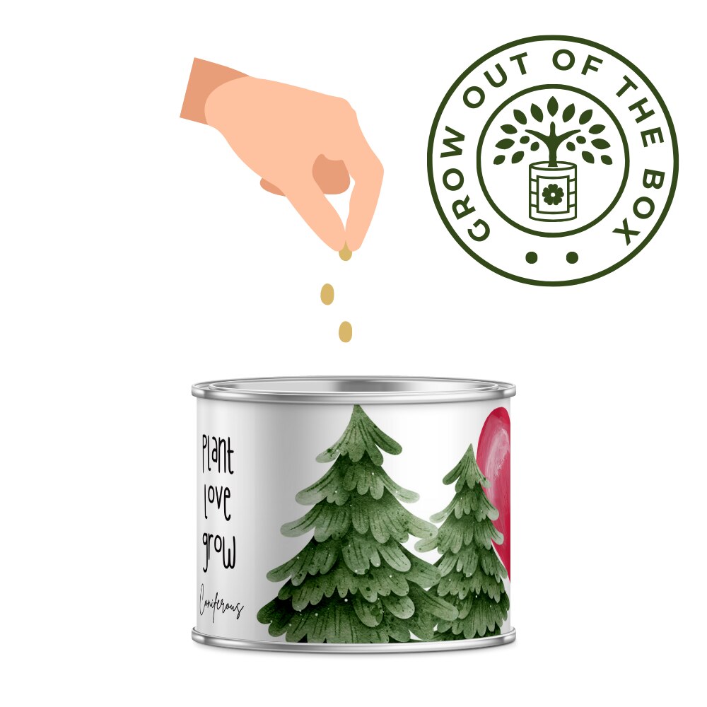 Kit de plantare Uplift, cu seminte de Arbore conifer - eMAG.ro