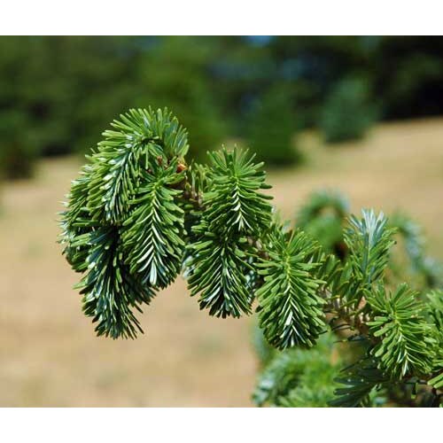 Kit de plantare Uplift, cu seminte de Arbore conifer si ghiveci de ...