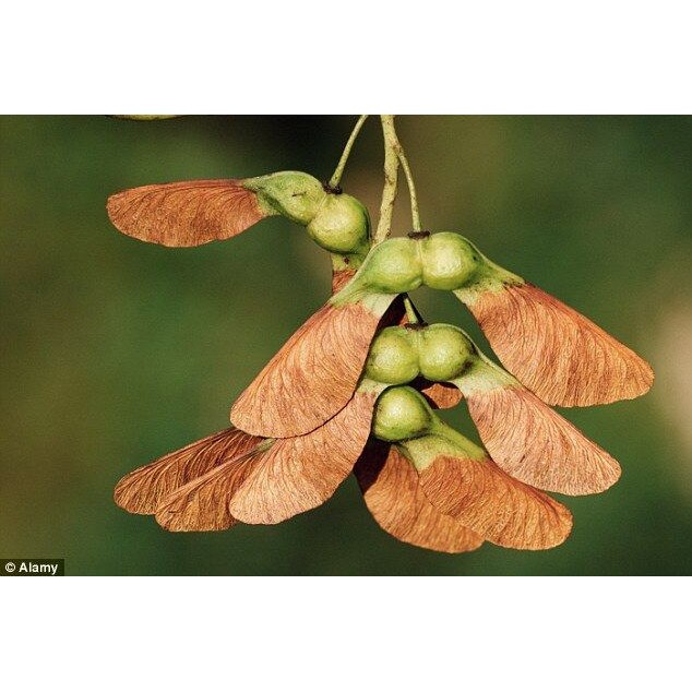 Kit de plantare arbori, Grow out of the box cu seminte de Paltin de ...