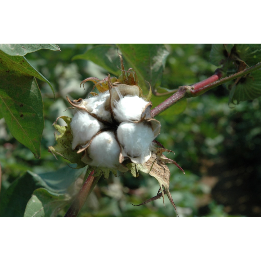 Kit de plantare Uplift, cu seminte de Bumbac - eMAG.ro