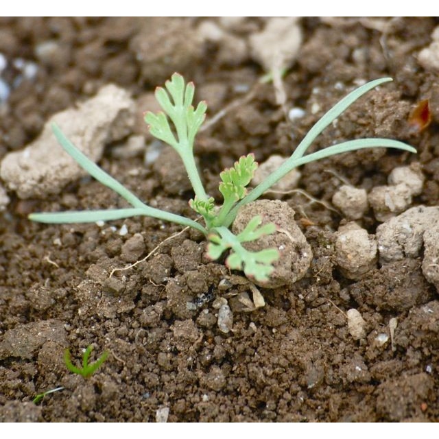 Kit de plantare flori, Grow out of the box cu seminte de Maci de camp ...
