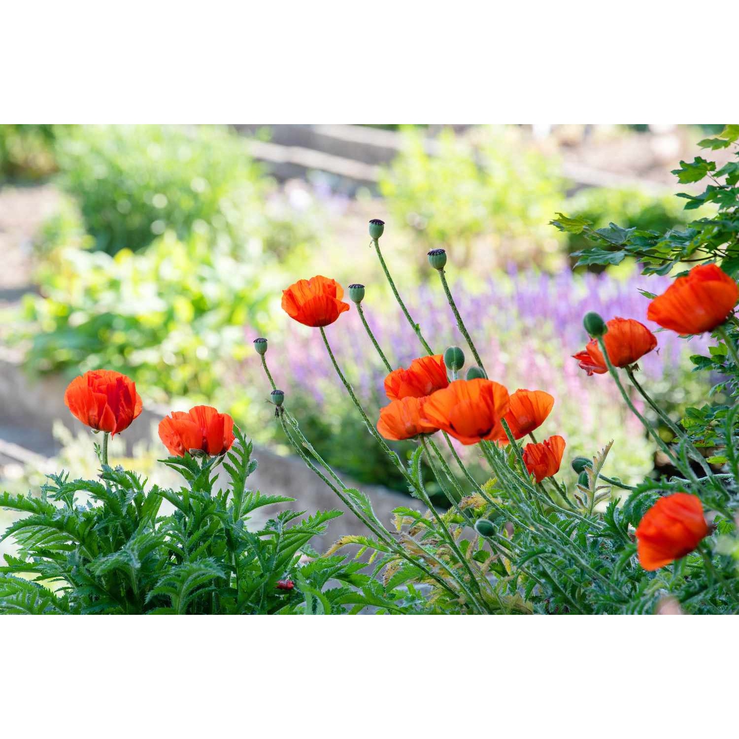 Kit de plantare flori, Grow out of the box cu seminte de Maci de camp ...