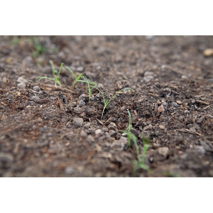 Kit de plantare flori, Grow out of the box cu seminte de Maci de camp ...