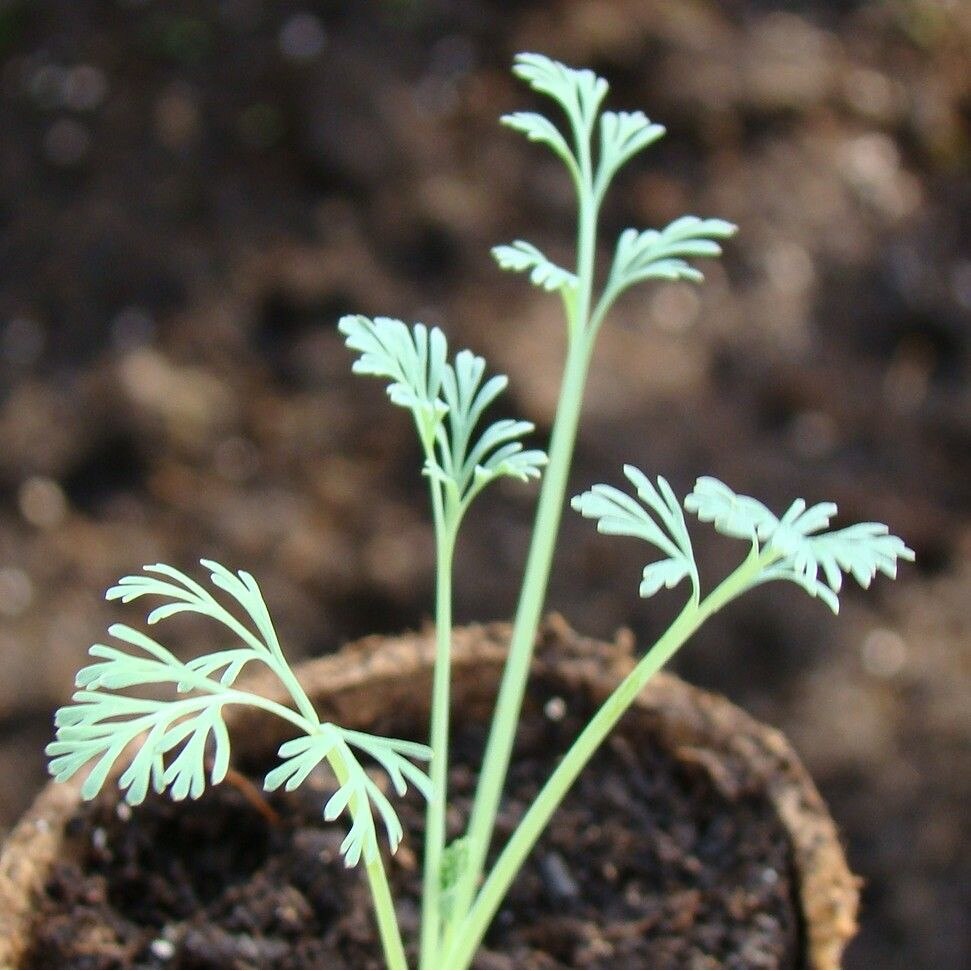 Kit de plantare flori, Grow out of the box cu seminte de Maci de camp ...