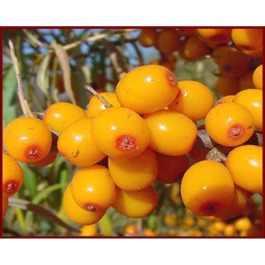 Ceai de Catina (Hippophae rhamnoides) fructe, "Energie", 100% natural ...