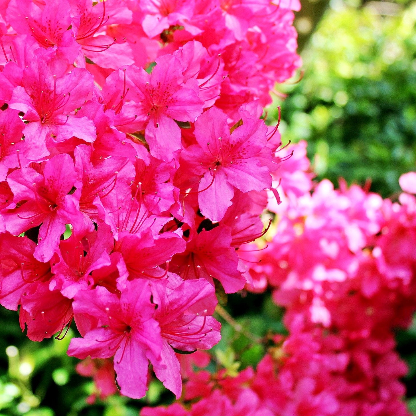 Ulei Esential 100% Natural, Pur - Azalee (Rhododendron), Rhododendron ...