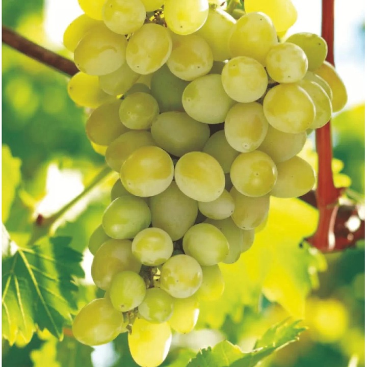 Set 10 butasi vita de vie fara samburi, Sultanina, galben - eMAG.ro