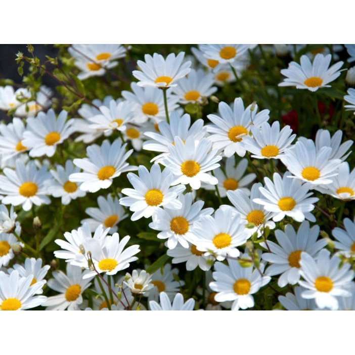 Kit de plantare Uplift, cu seminte de Margarete - eMAG.ro