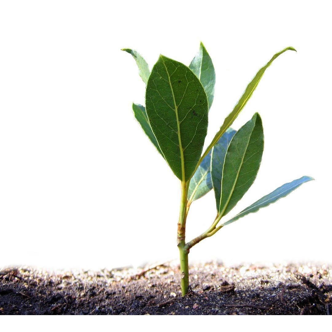 Kit de plantare Uplift, Grow out of the box cu seminte de Dafin - eMAG.ro