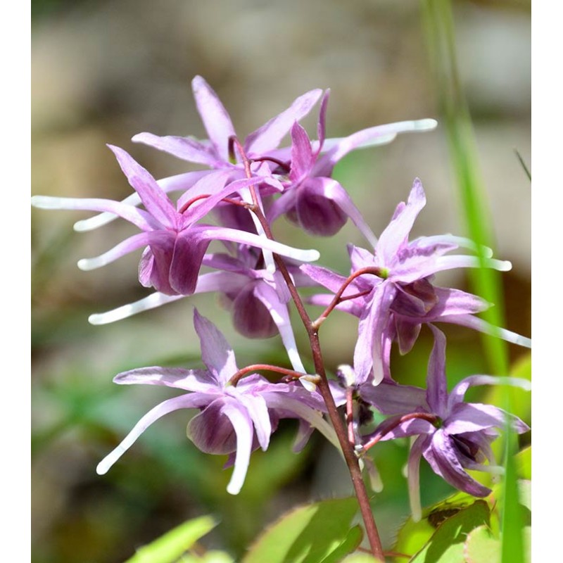 Supliment alimentar Horny Goat Weed (Iarba Caprei nebune) Icariin 50% ...