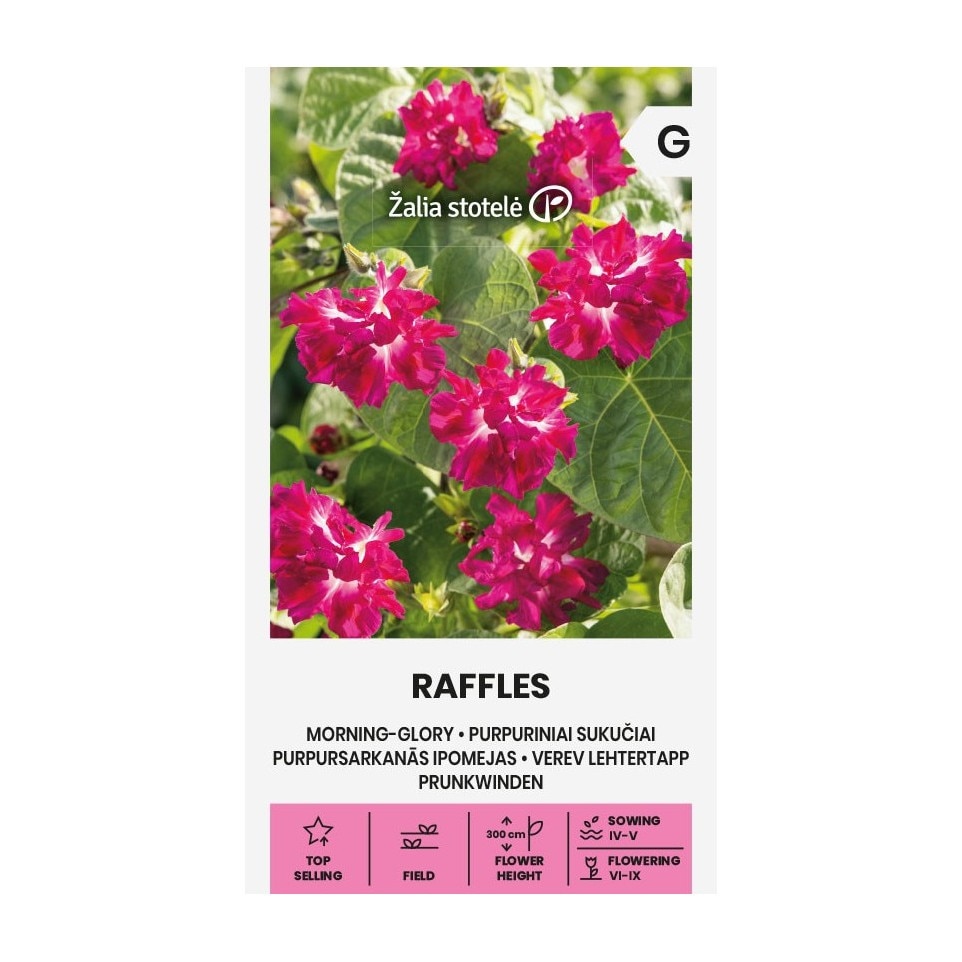 Seminte, Zorele Morning Glory Raflles Bordo, Žalia Stotelė, plic, 0.5 ...