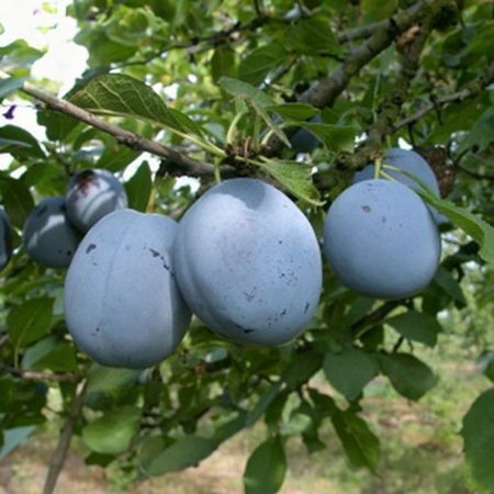 Pom fructifer, Prun Cacanska Lepotica, 1 bucata - eMAG.ro