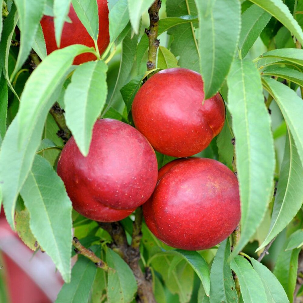 Pom fructifer, Nectarin Fantazia, 1 bucata - eMAG.ro