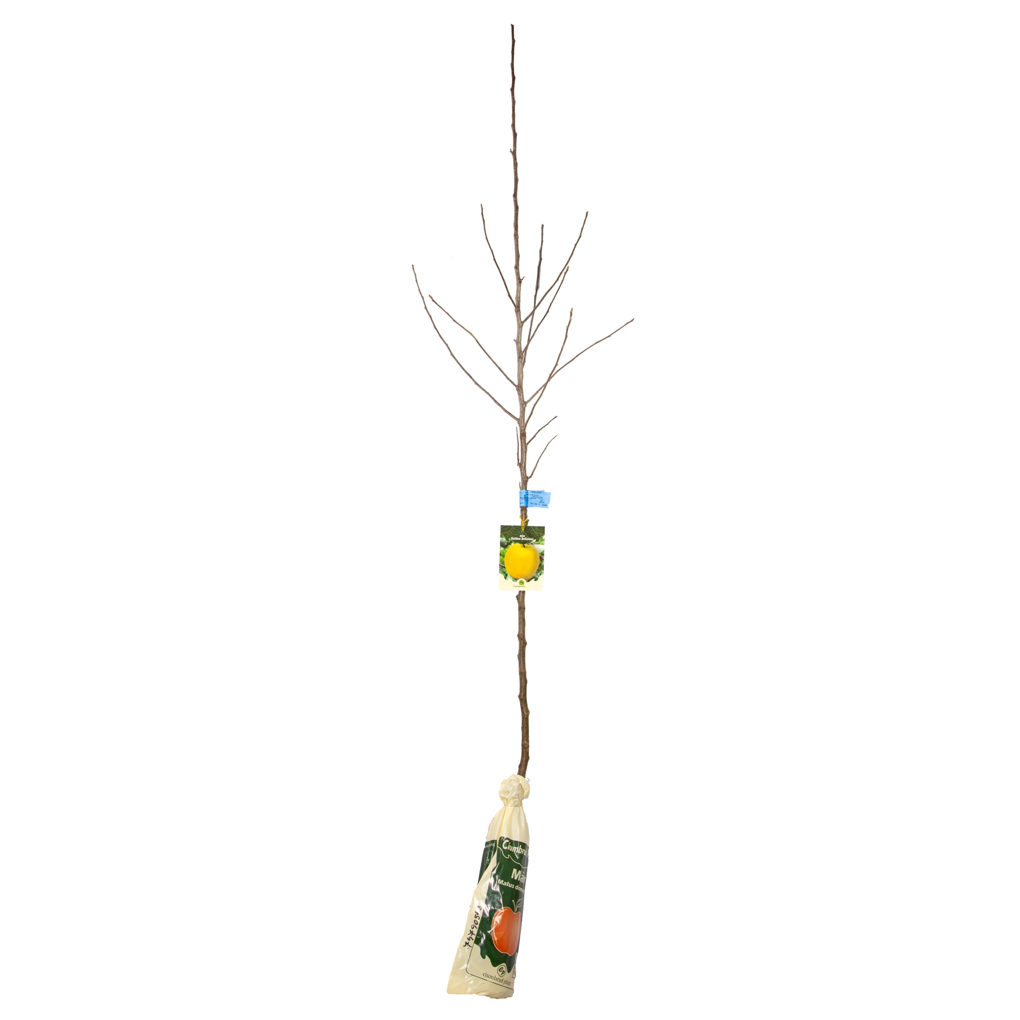 Pom fructifer, Mar Golden Delicious, 1 bucata - eMAG.ro