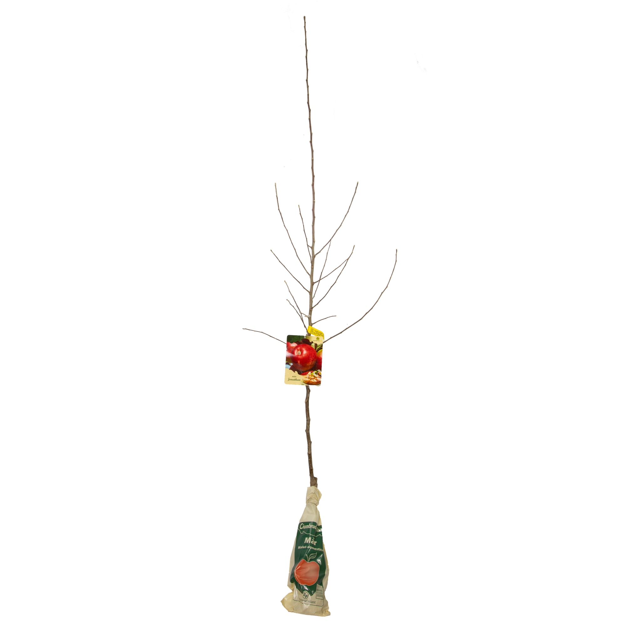 Pom fructifer, Mar Jonathan, 1 bucata - eMAG.ro