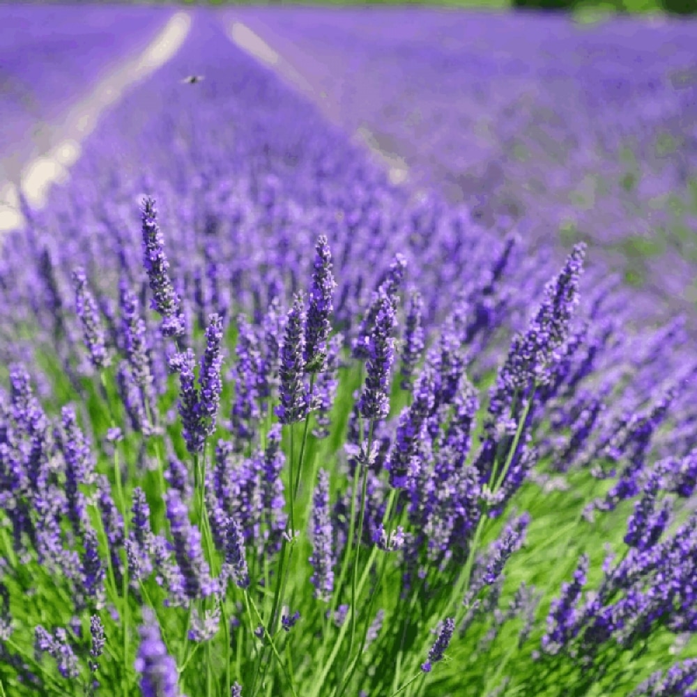 Ulei esential de Lavanda (Lavandulae aetheroleum) 100% pur integral ...