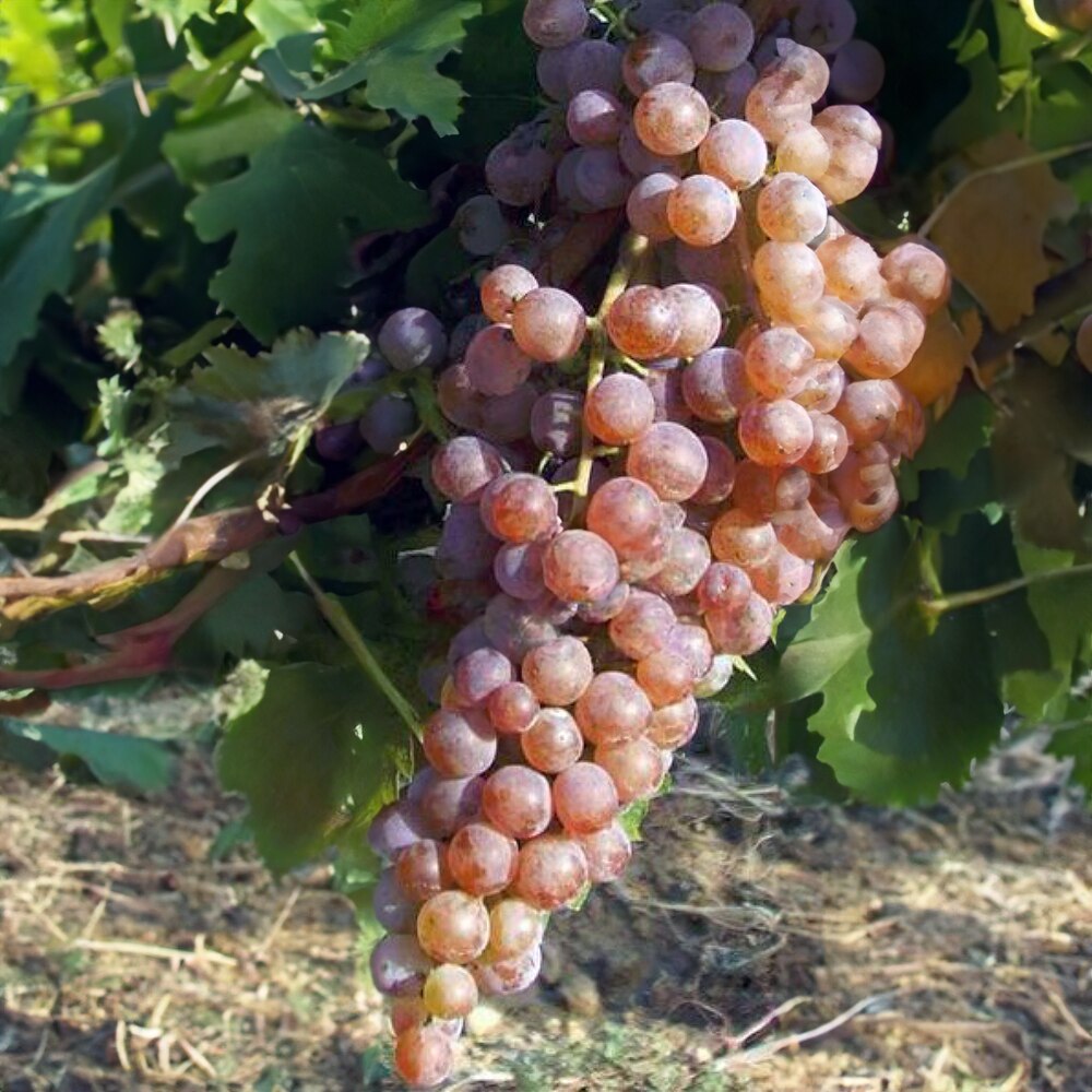 Butas vita de vie, Aromata de Cserszeg, 1 bucata - eMAG.ro